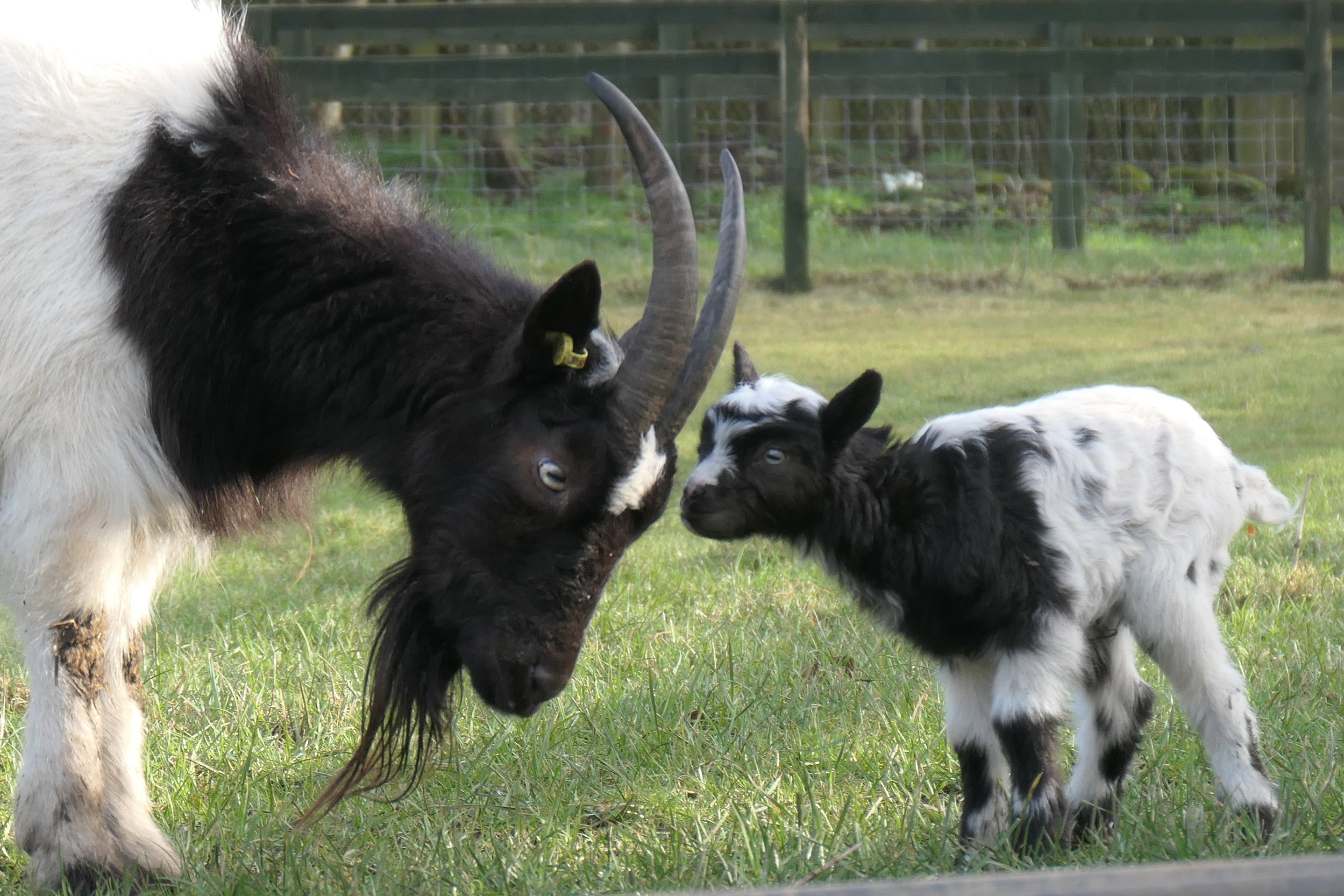 Home [www.almondvalley.co.uk]